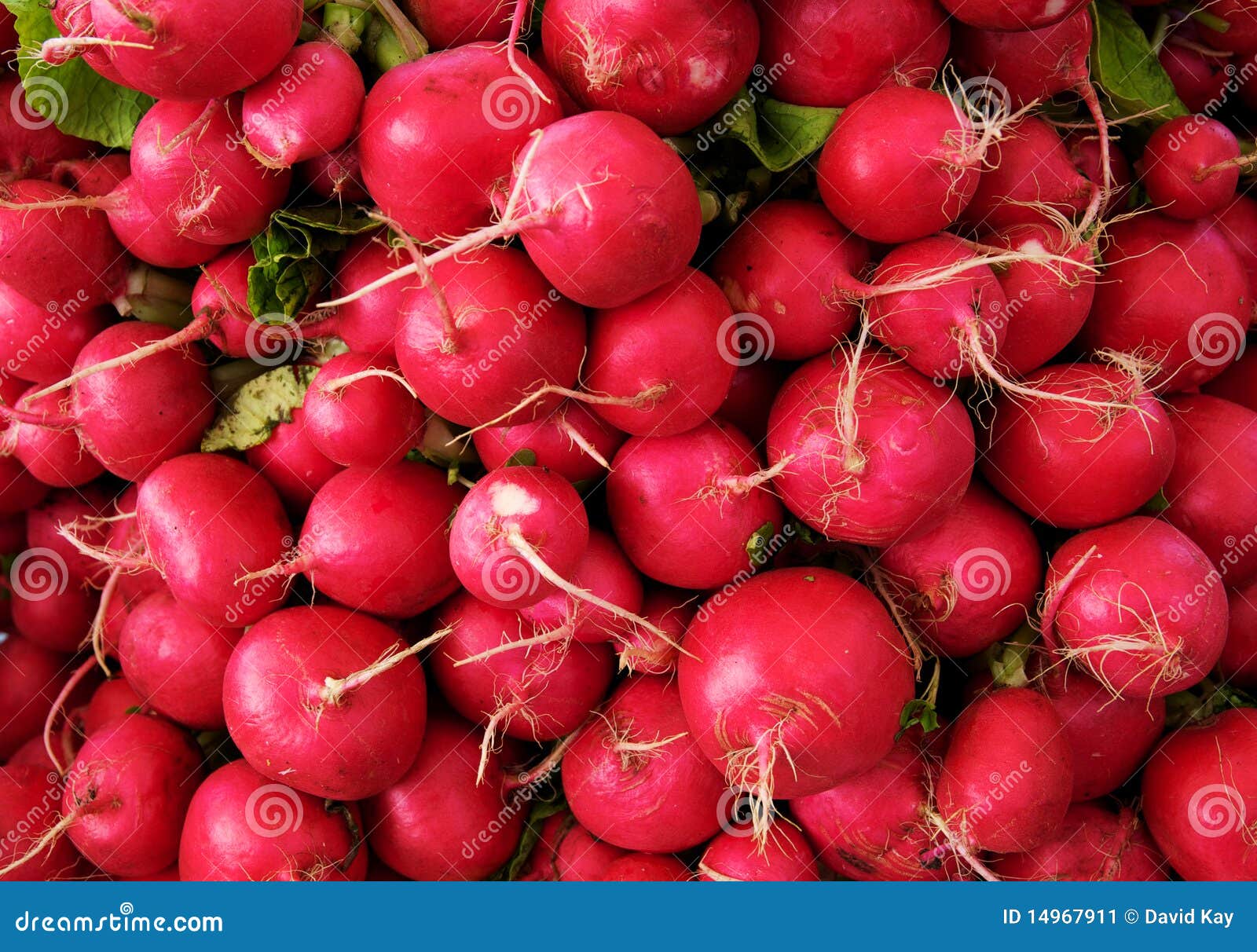 Radish bunch stock image. Image of agriculture, vegetable - 14967911