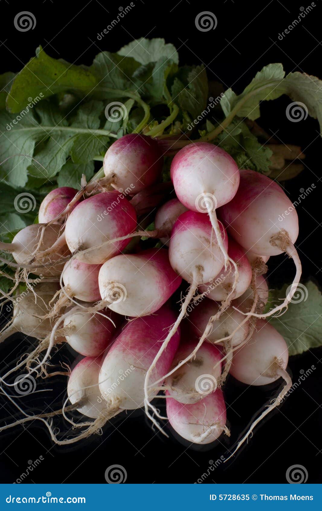 Radish bunch stock image. Image of farming, farm, spring - 5728635