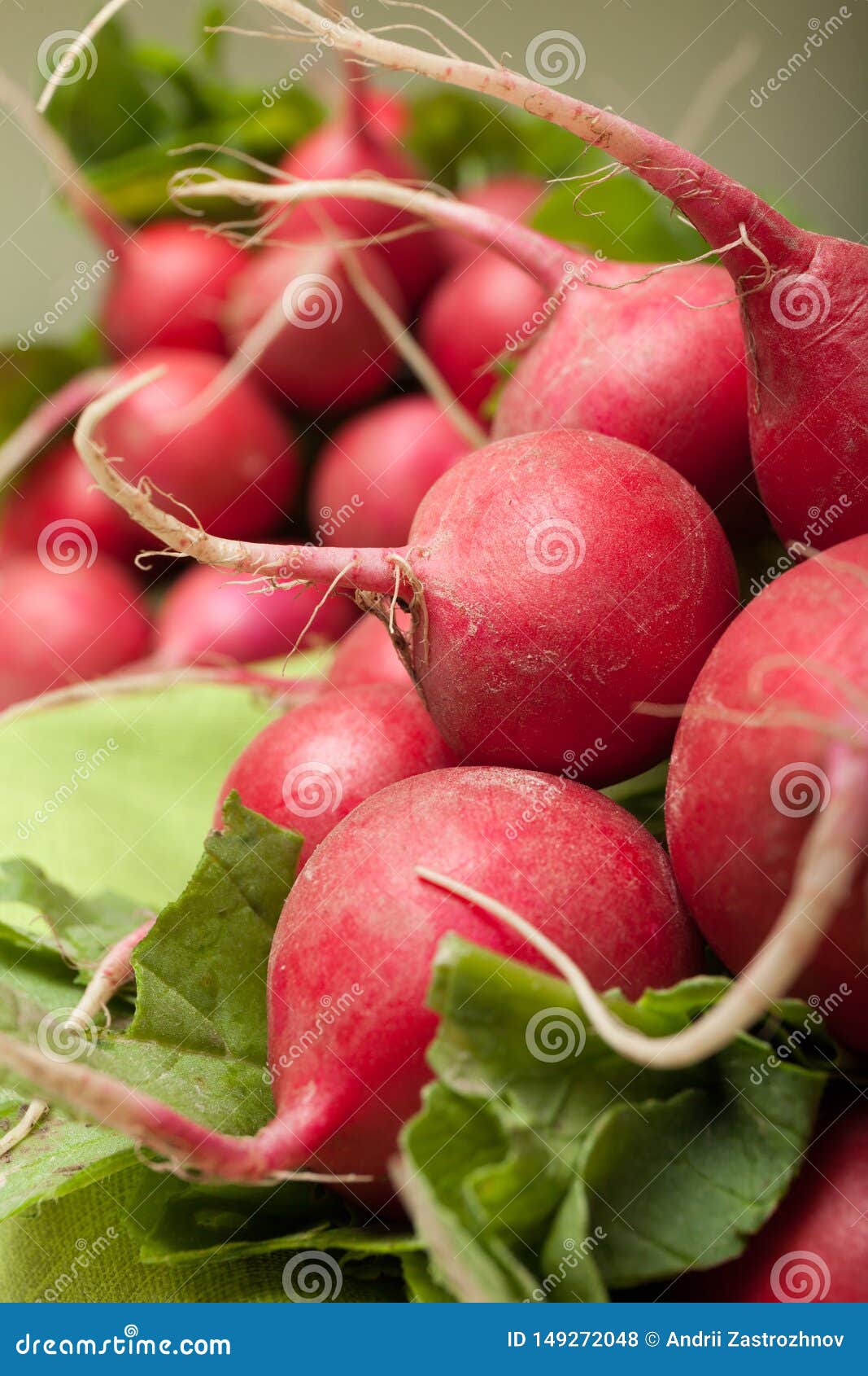 Radish Bunch, Bundle. Diet Cooking Spring Food Stock Photo - Image of ...