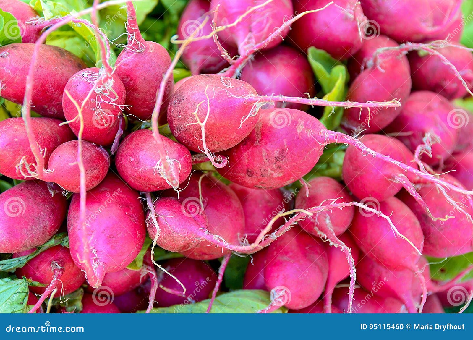 Radish bunch stock photo. Image of produce, green, vegetable - 95115460