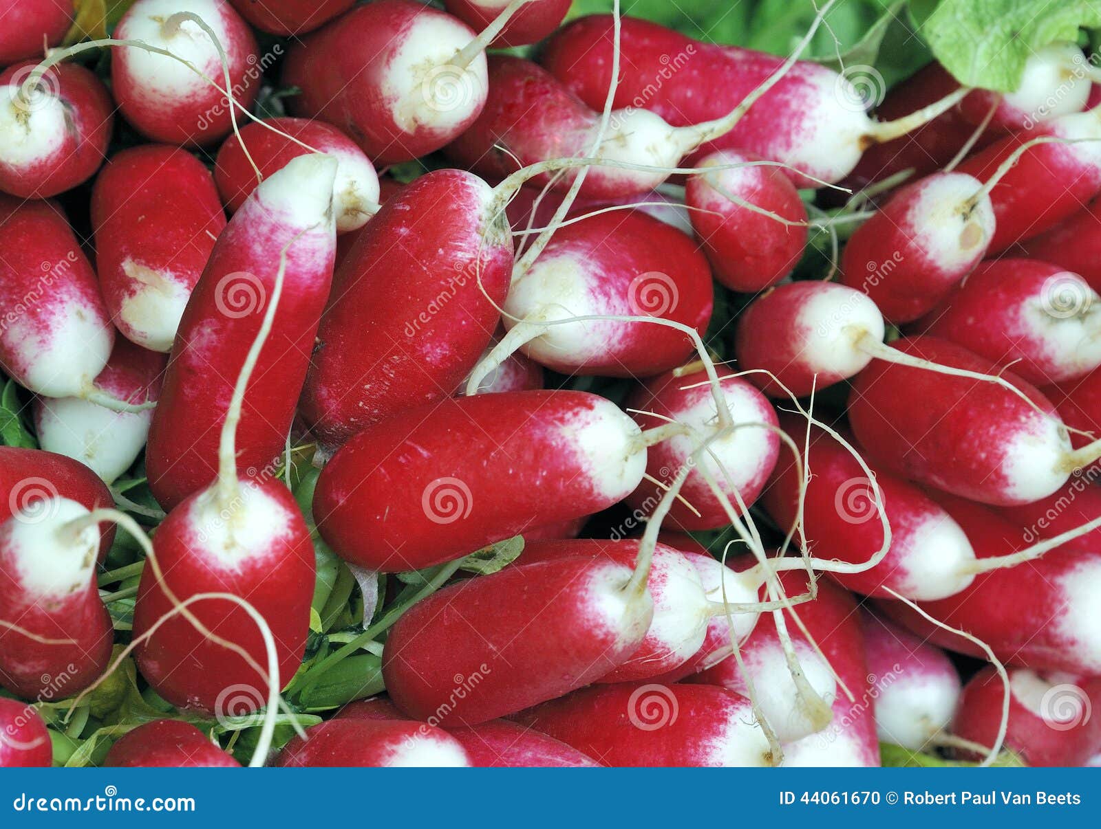 Radish stock photo. Image of hair, green, radish, organic - 44061670