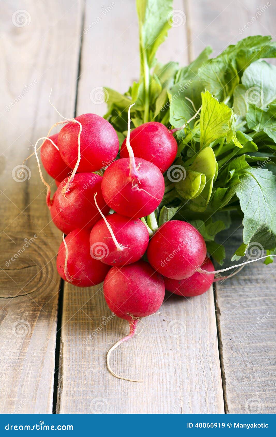 Radish stock image. Image of food, garden, plant, leaves - 40066919