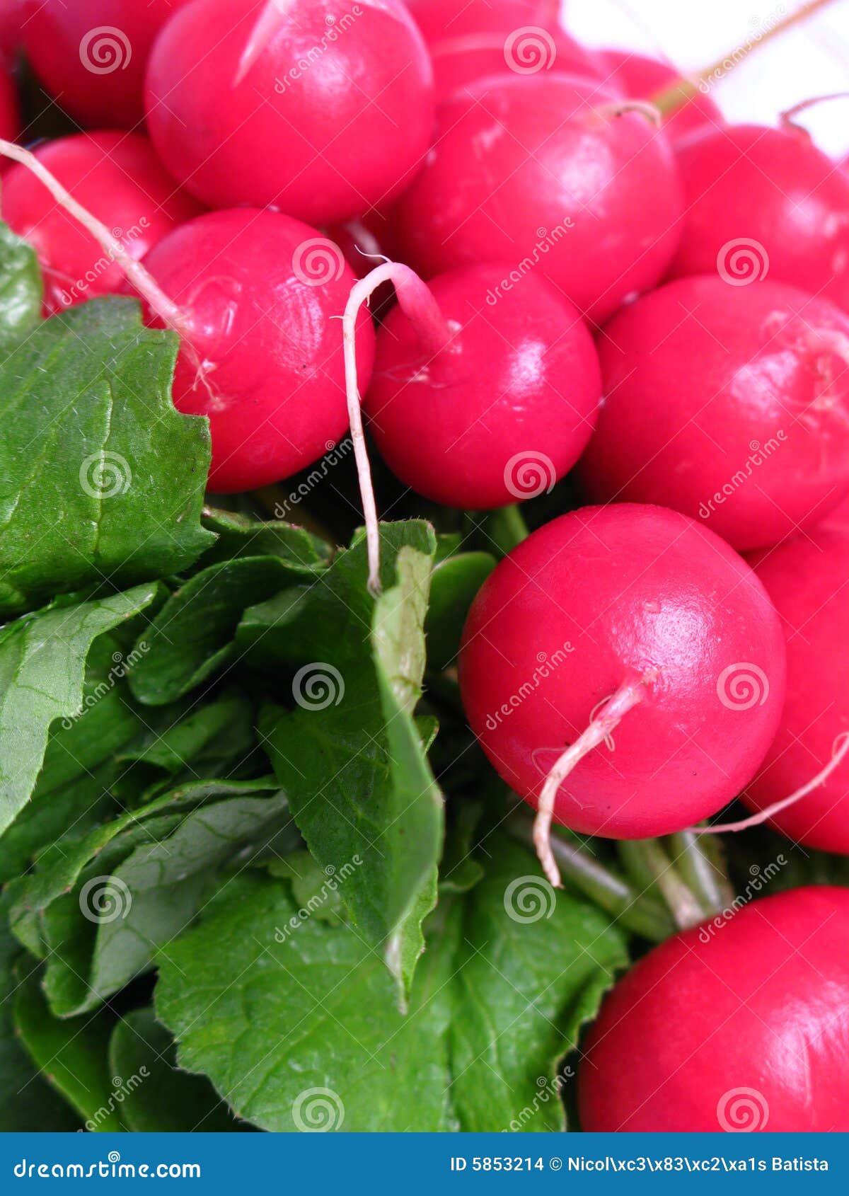 Radish bunch zoom stock photo. Image of flavor, close - 5853214