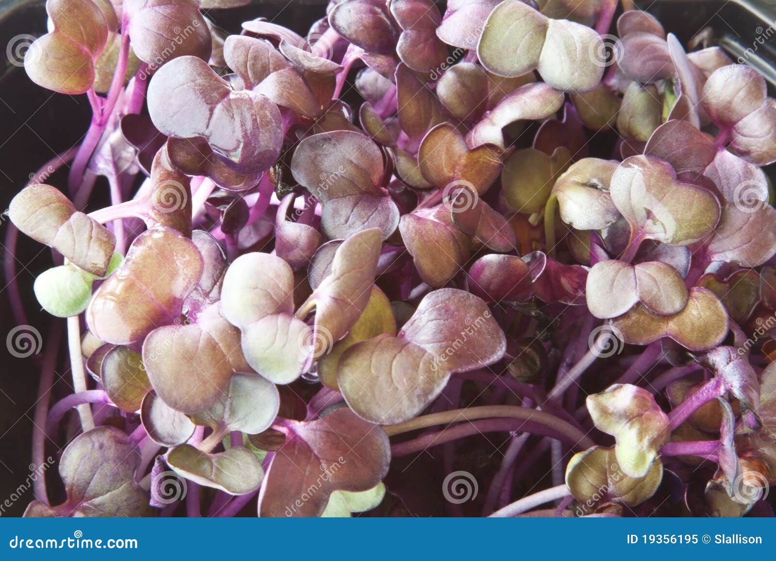 Radish Cress stock image. Image of vegetable, shoots - 19356195