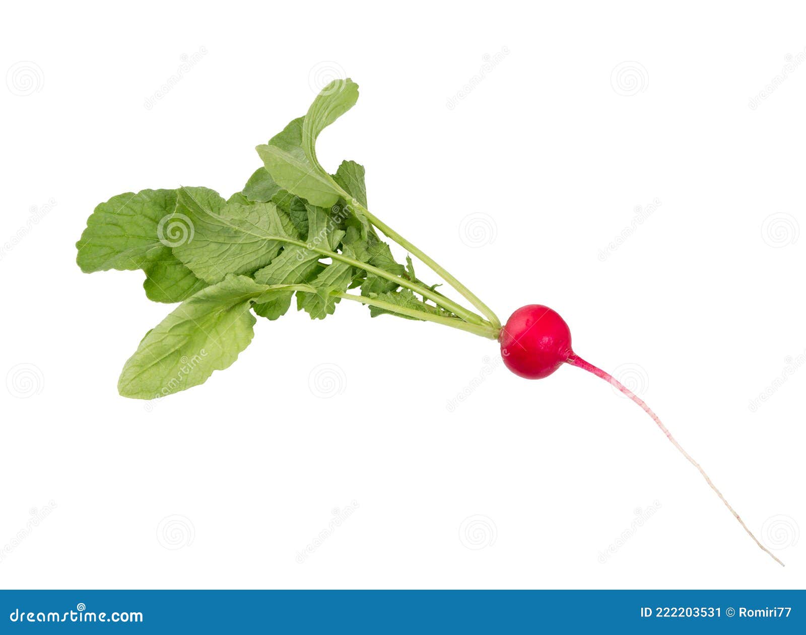 Radish cut out on white stock image. Image of fresh - 222203531