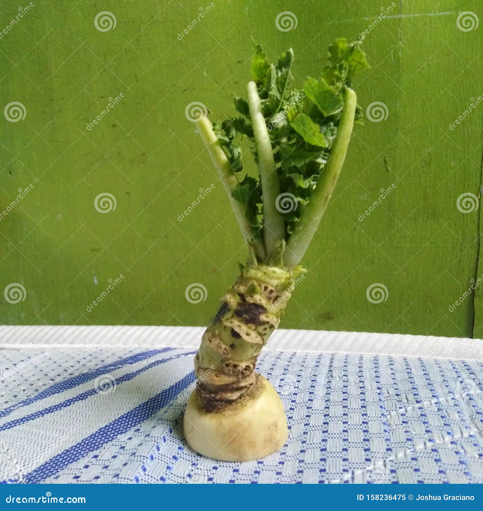 Radish cutted head stock image. Image of hair, radish - 158236475