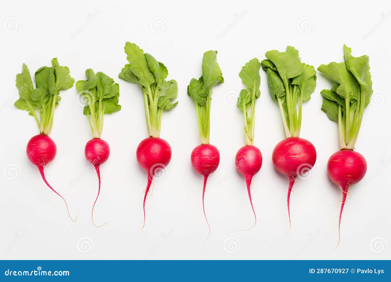 Radish of Different Sizes on a White Background Stock Illustration ...