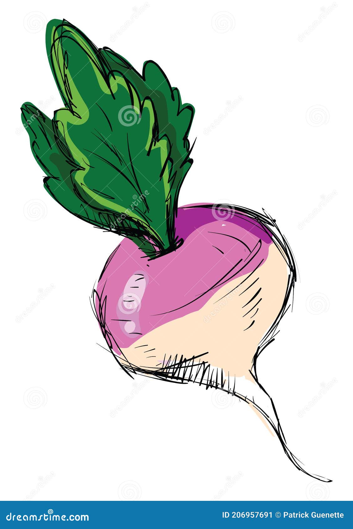 Radish Drawing, Illustration, Vector Stock Vector - Illustration of ...
