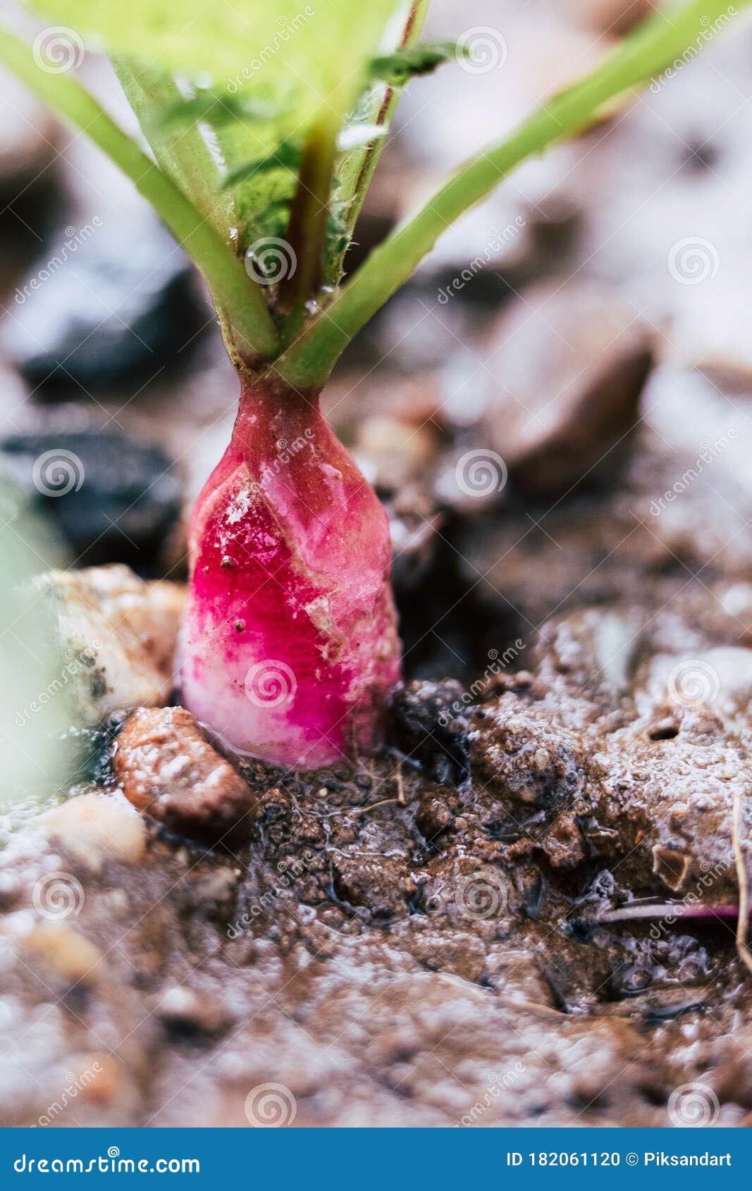 Radish Emerging from the Ground in the Vegetable Patch Stock Photo ...
