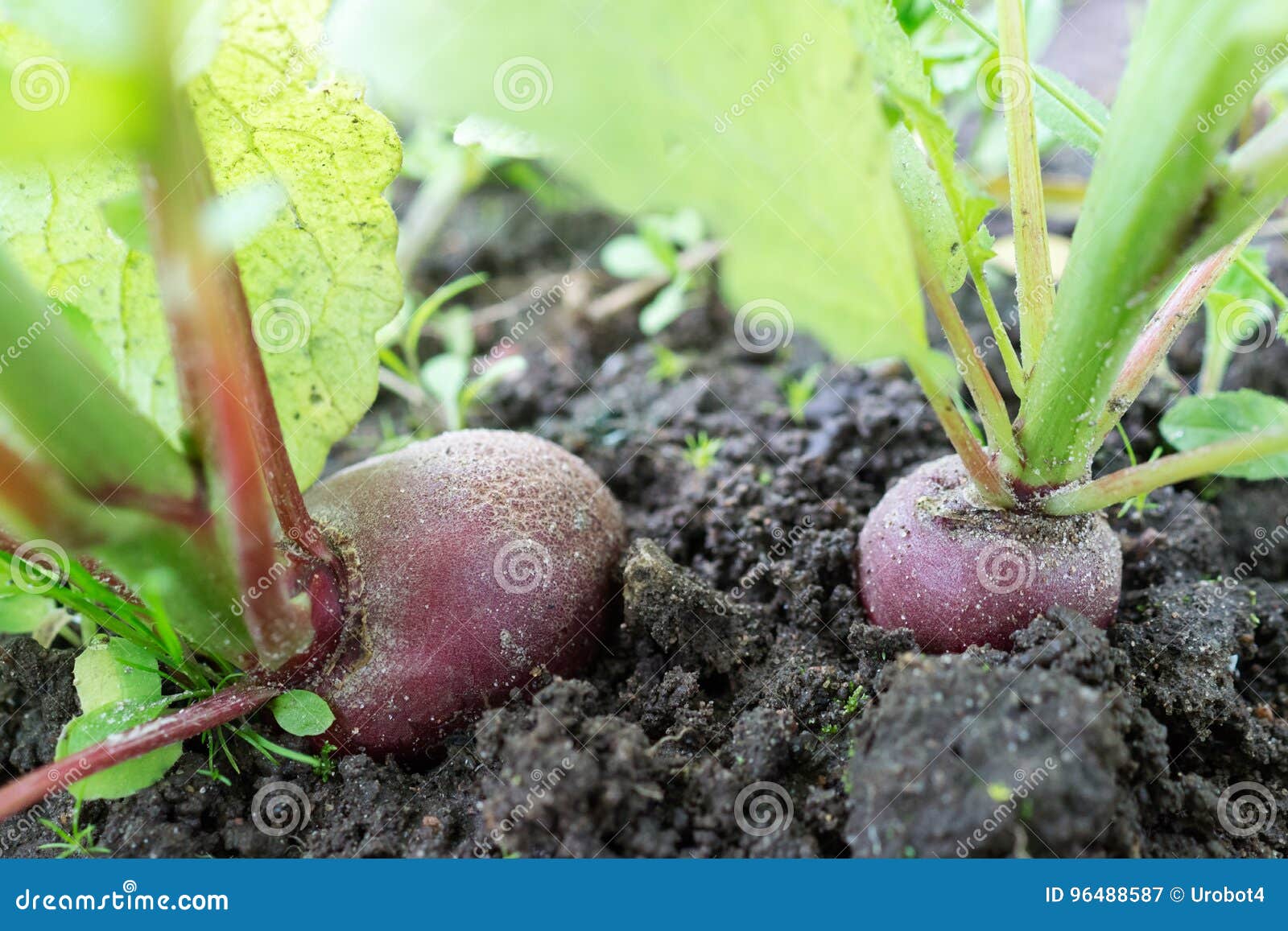 Radish in Farm stock image. Image of nature, radishes - 96488587