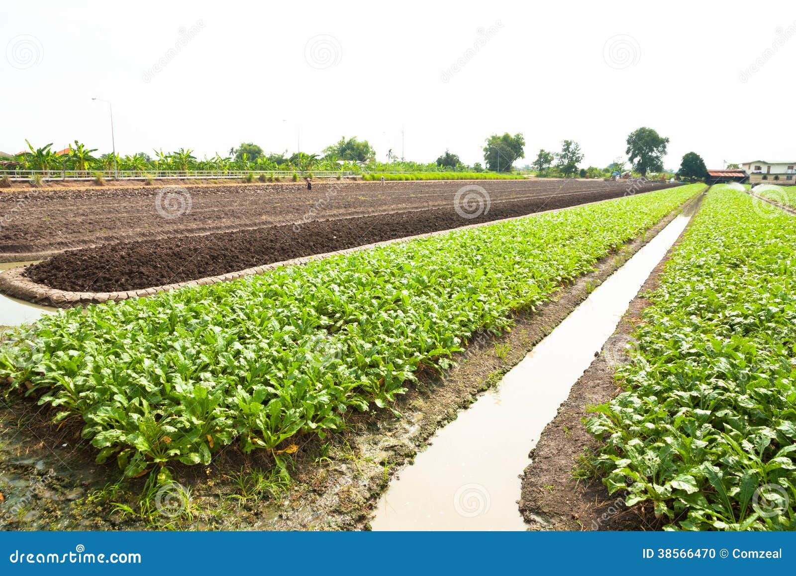 Radish Fields stock photo. Image of farm, diet, oriental - 38566470
