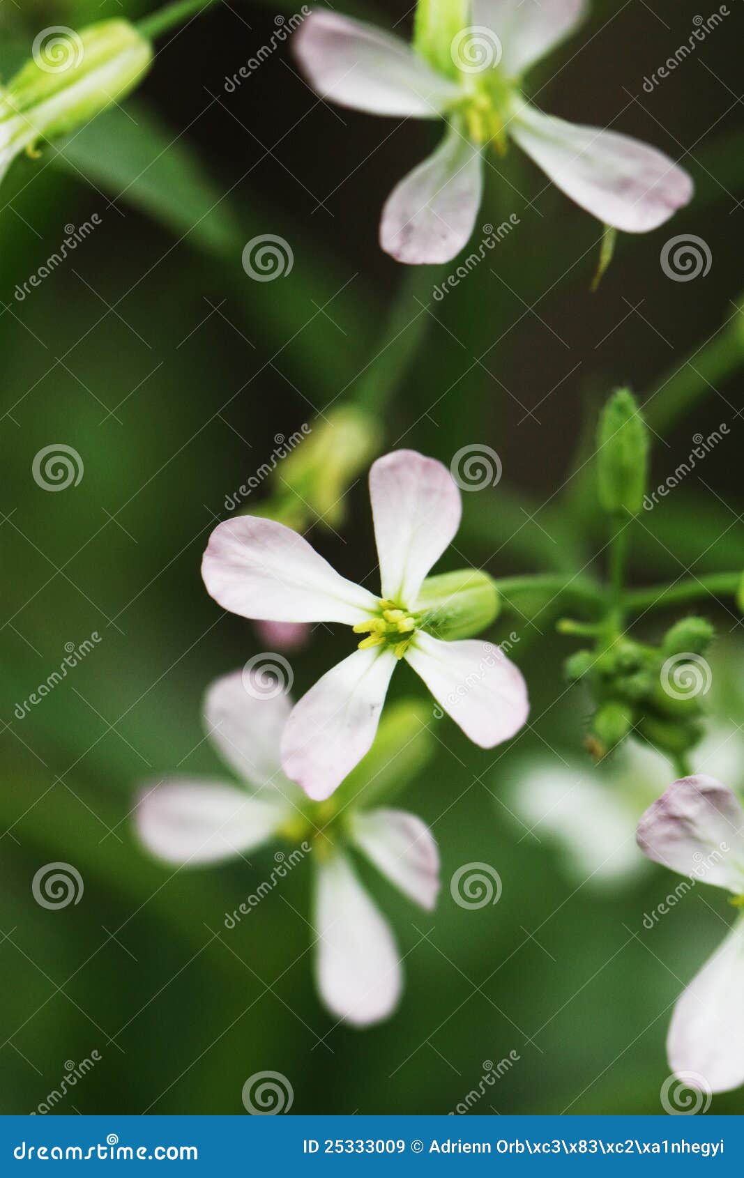 Radish flowers stock image. Image of spice, plant, meal - 25333009