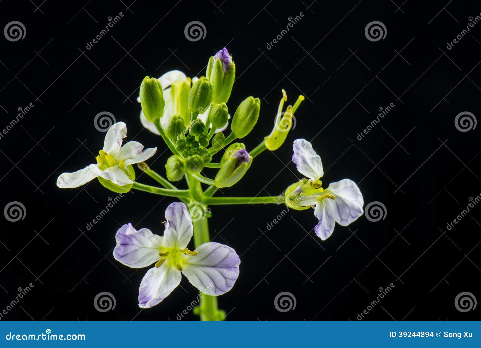 The radish flowers stock photo. Image of green, macro - 39244894