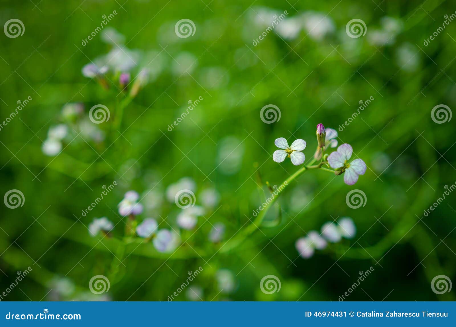 Radish flowers stock image. Image of crop, radishes, herbs - 46974431