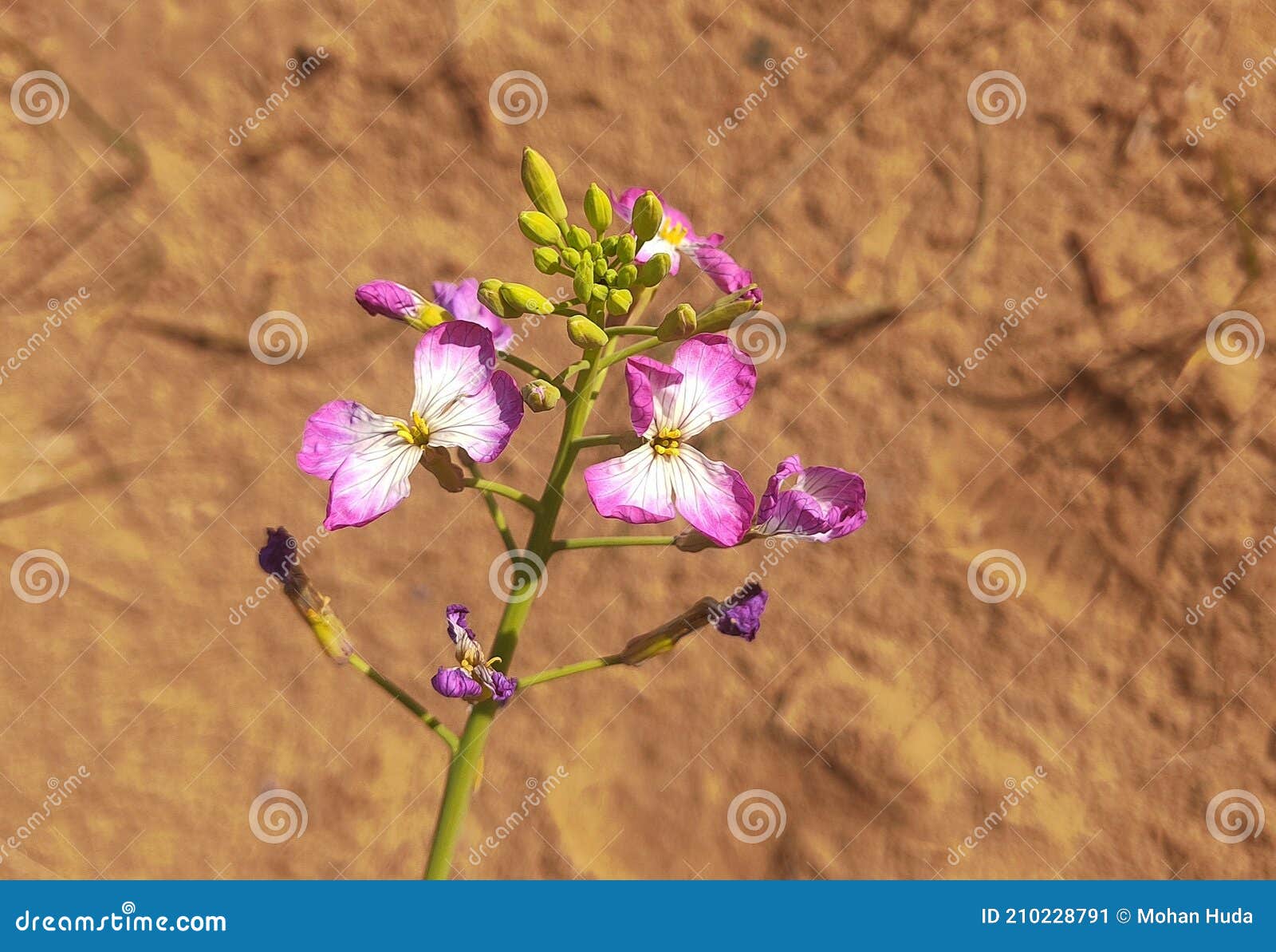 Radish flowers happy stock image. Image of happy, nature - 210228791