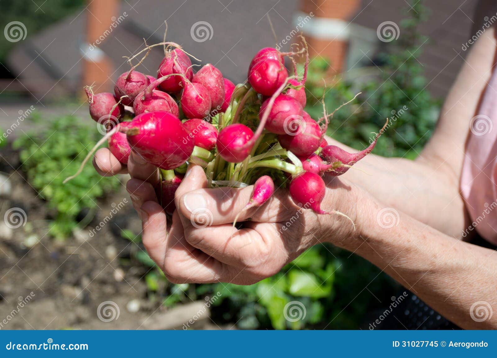 Radish stock image. Image of outdoor, food, gardener - 31027745