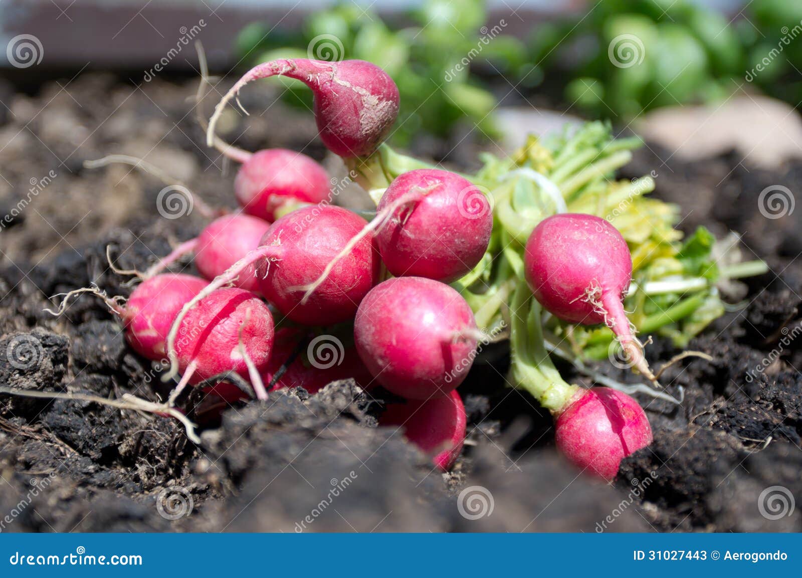 Radish stock image. Image of healthy, crop, life, hand - 31027443