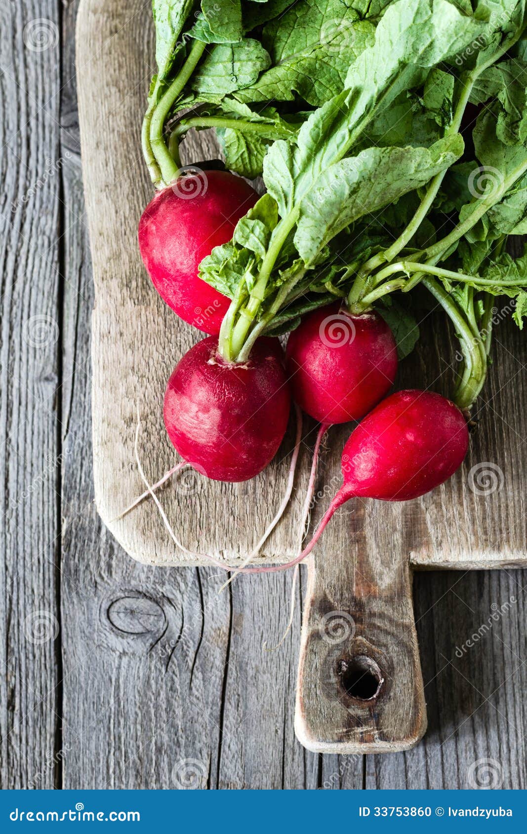 Radish stock photo. Image of harvest, radish, healthy - 33753860