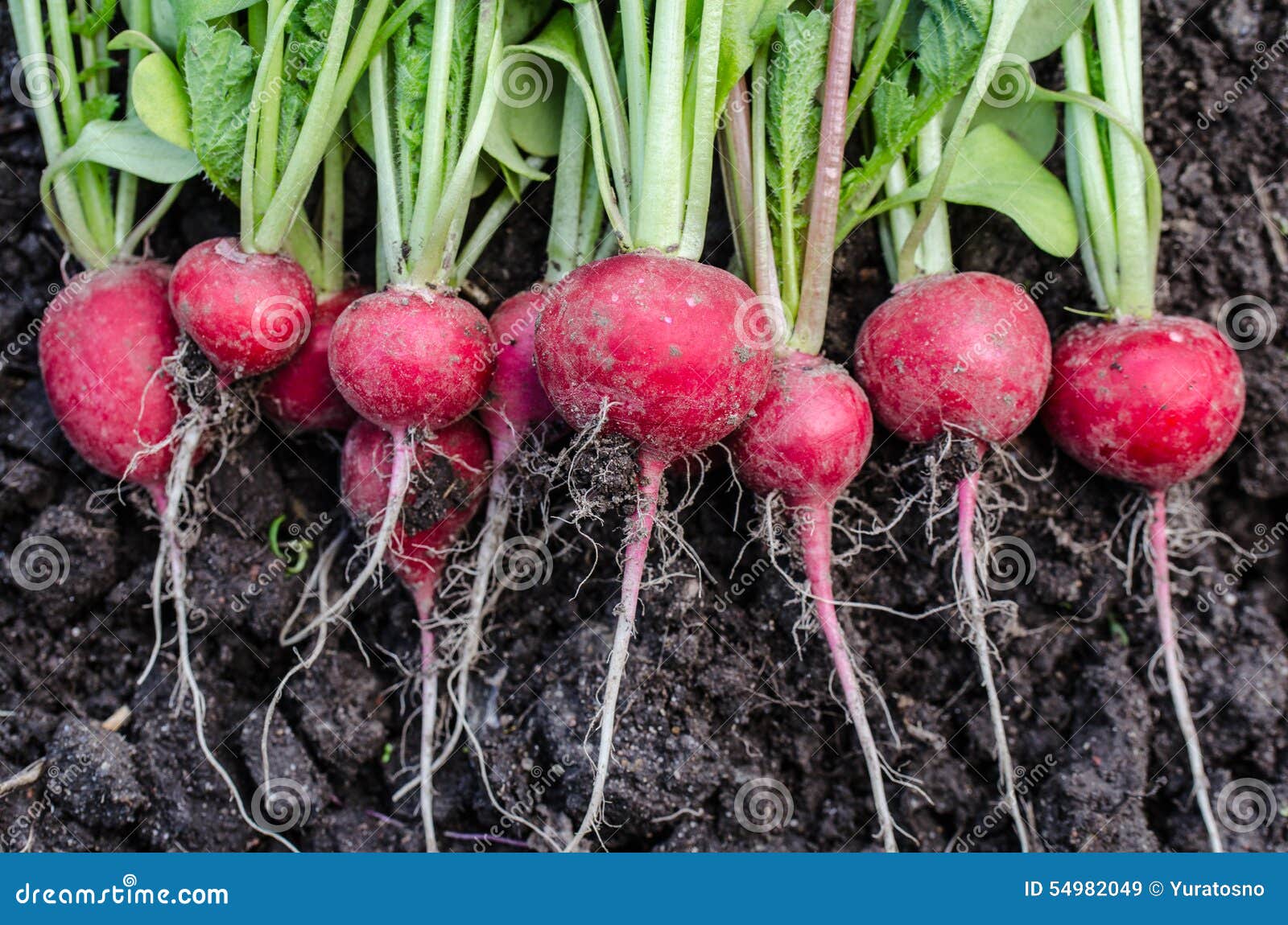 Radish on the ground stock image. Image of organic, horticulture - 54982049