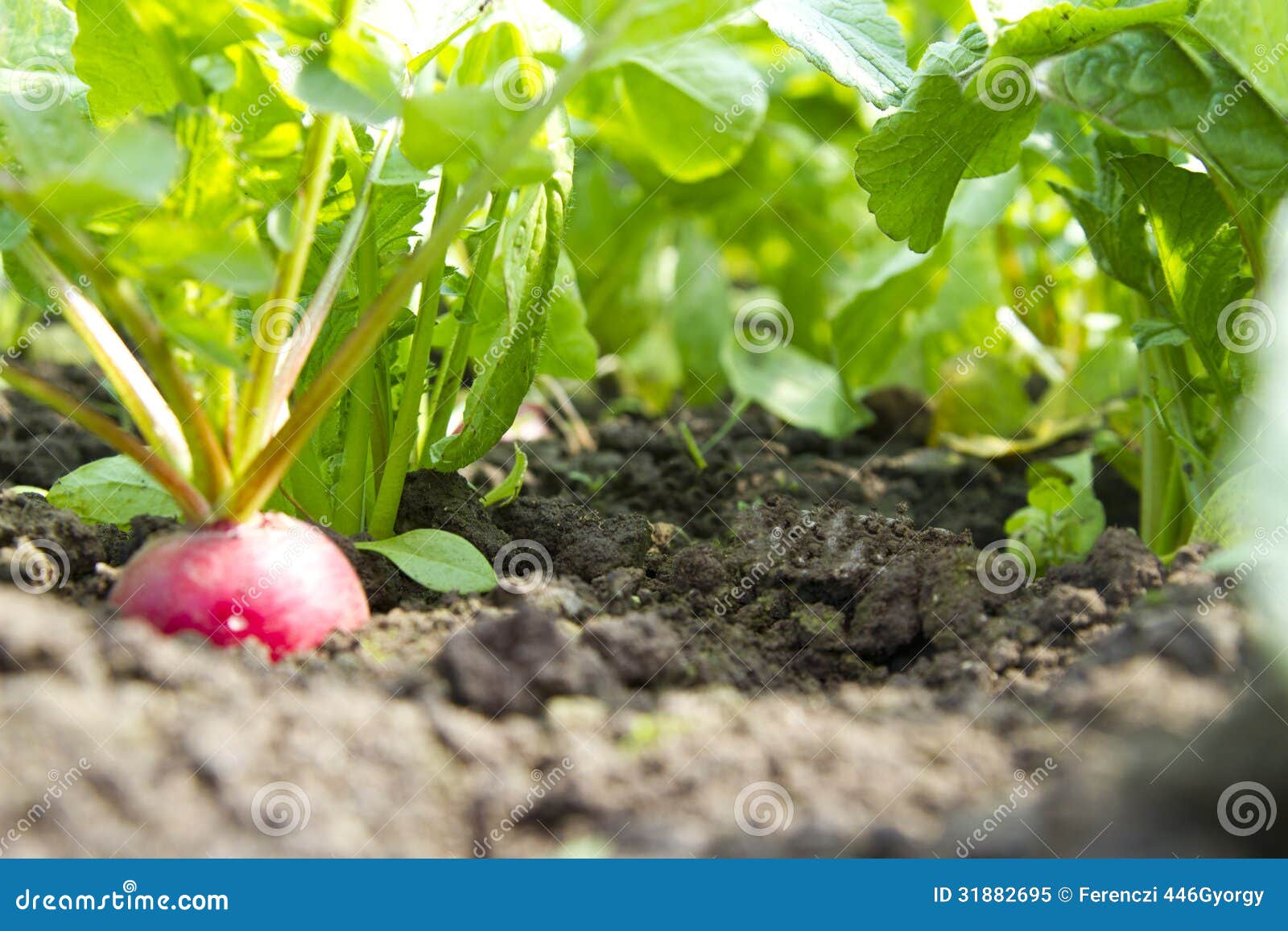 Radish growing stock image. Image of countryside, crops - 31882695