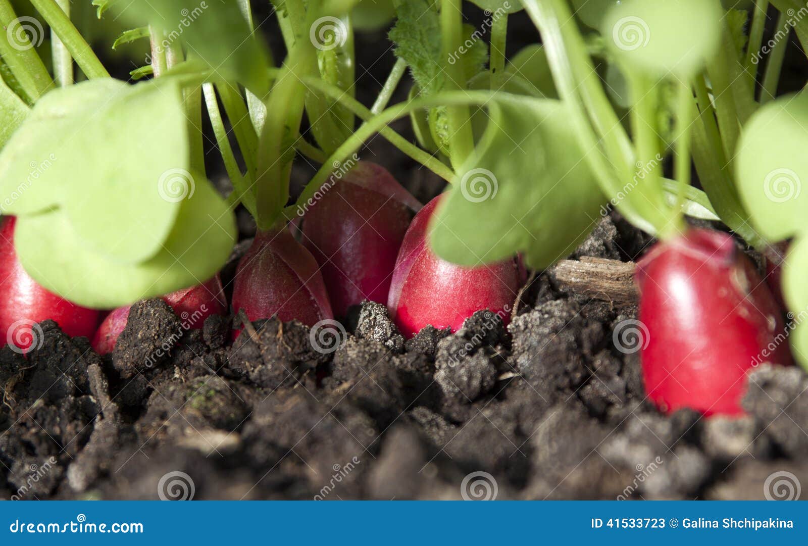 Radish stock image. Image of vegetable, plant, land, growth - 41533723