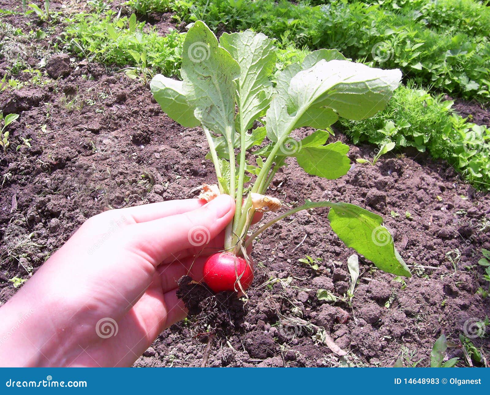 Radish in a hand stock image. Image of agriculture, soil - 14648983