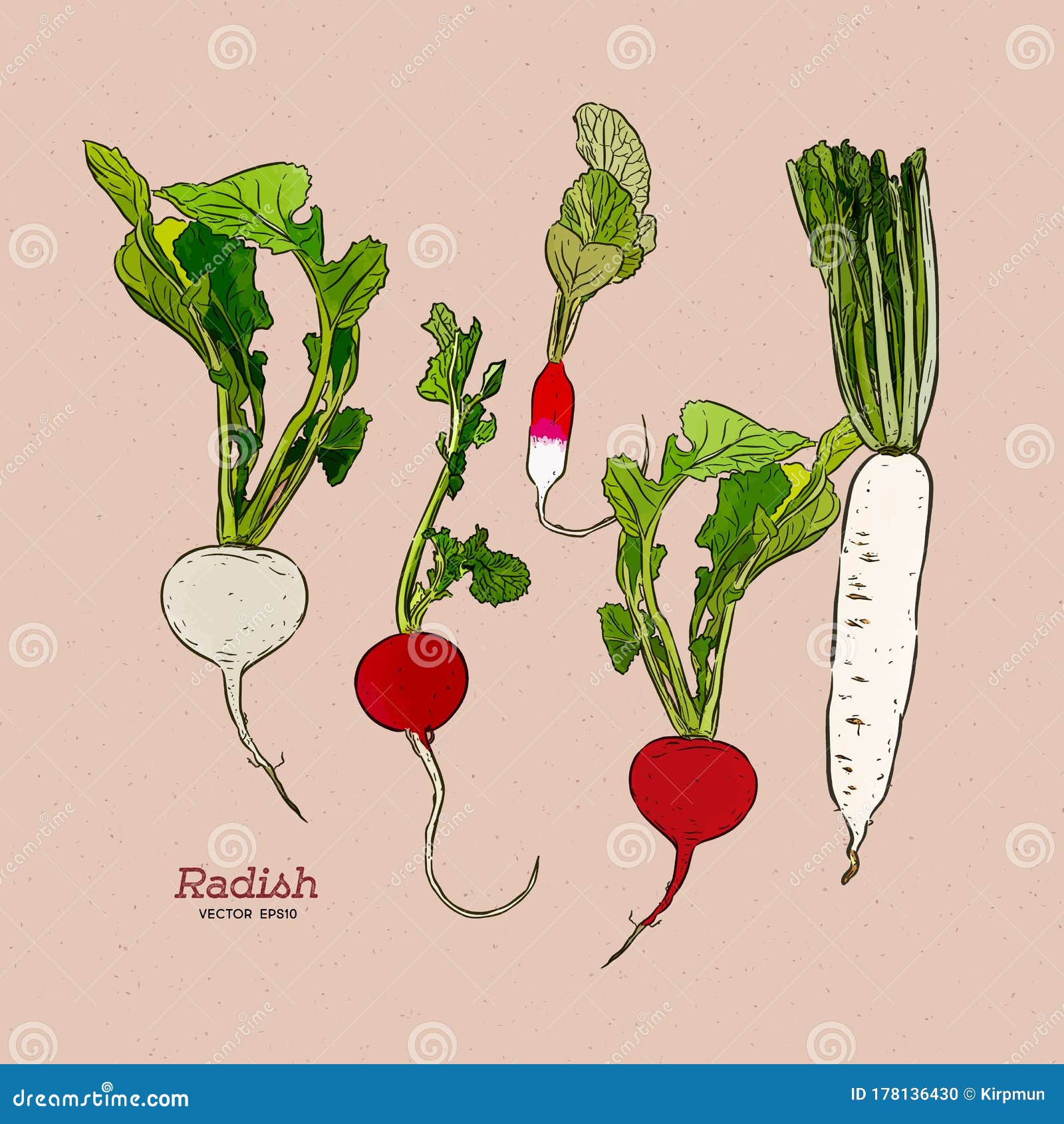 Radish, Hand Draw Sketch Vector Stock Vector - Illustration of nature ...
