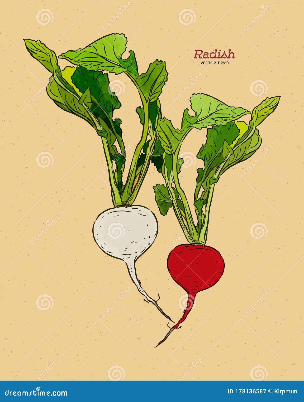 Radish, Hand Draw Sketch Vector Stock Vector - Illustration of product ...