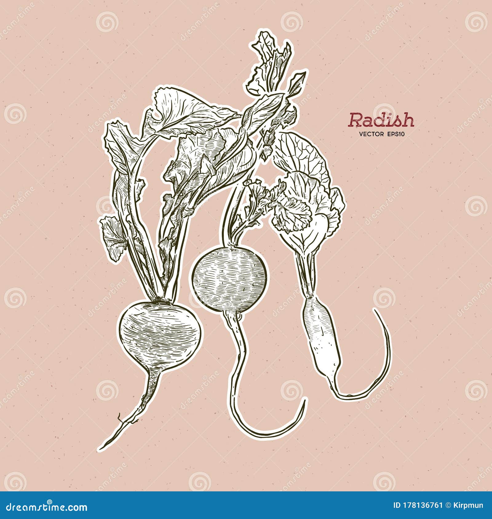 Radish, Hand Draw Sketch Vector Stock Vector - Illustration of branch ...