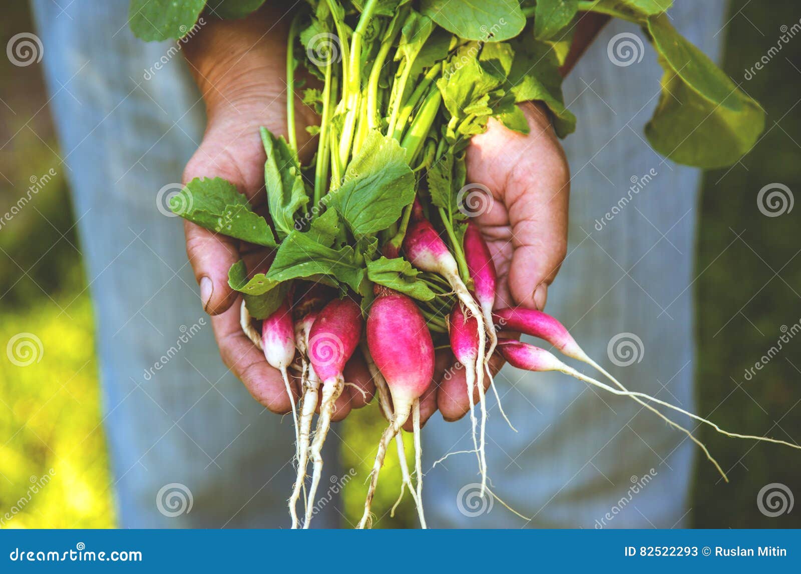 Radish in the Hands of a Farmer Stock Image - Image of vintage, healthy ...