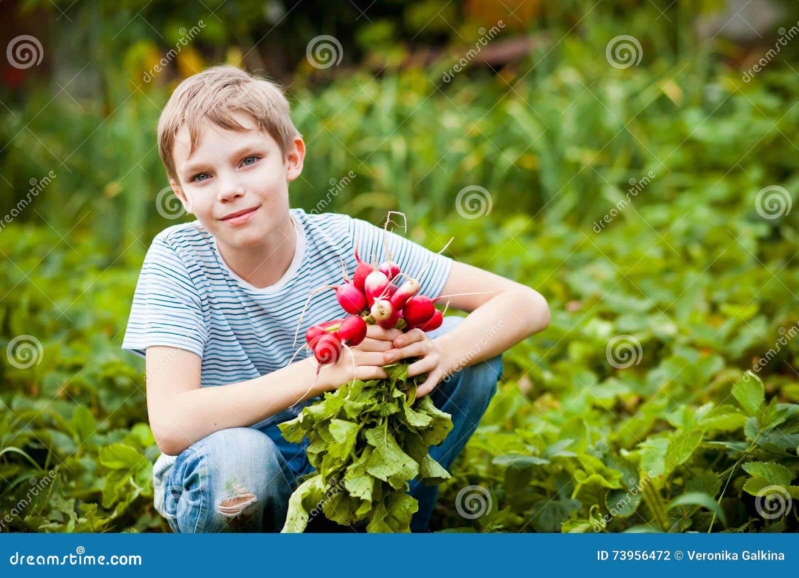 Radish harvest stock photo. Image of fresh, people, agricultural - 73956472