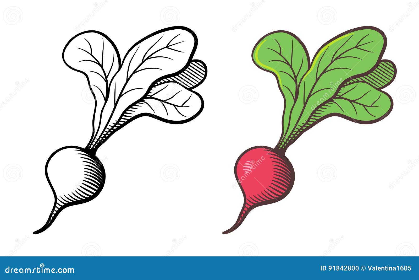 Radish illustration stock vector. Illustration of fruit - 91842800