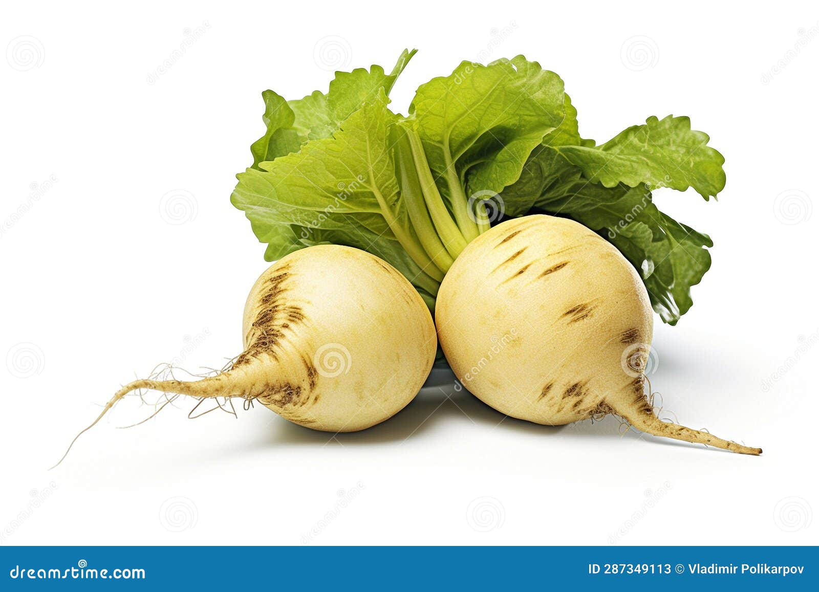 Radish Isolated on White Background Stock Image - Image of isolated ...