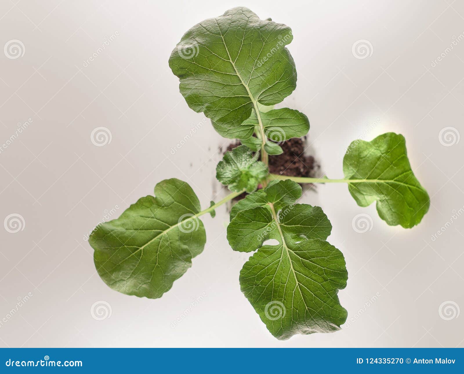 Radish Leafs on White Background Stock Photo - Image of heap, organic ...