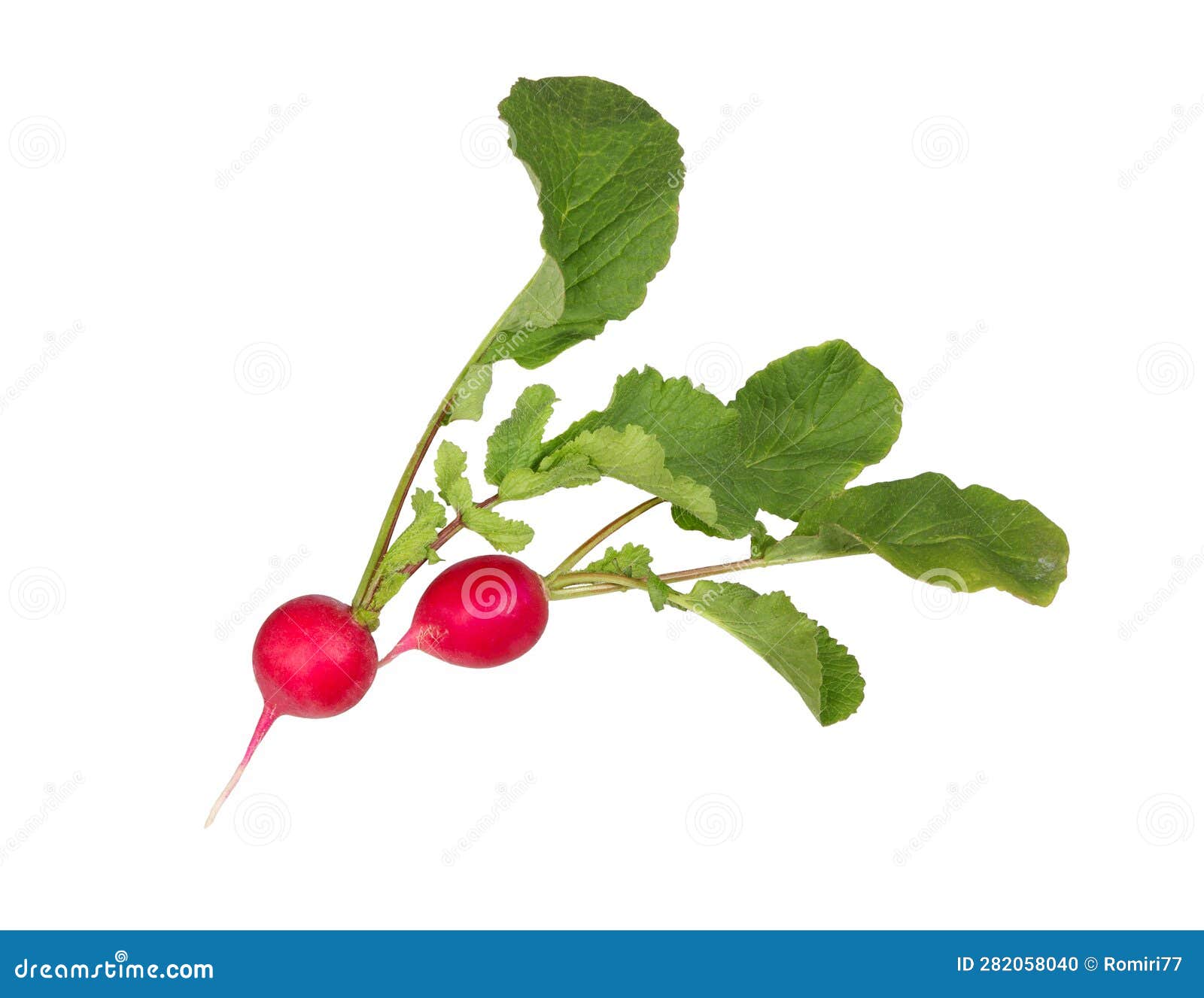 Radish with leaves cut out stock photo. Image of fresh - 282058040