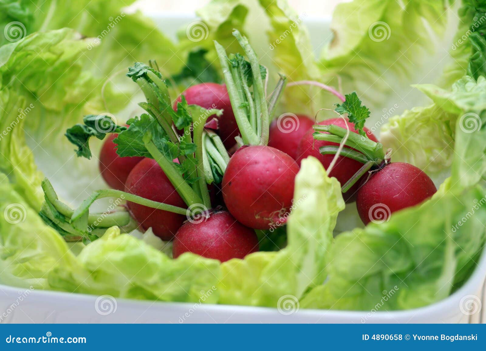 Radish and lettuce salad stock photo. Image of radish - 4890658