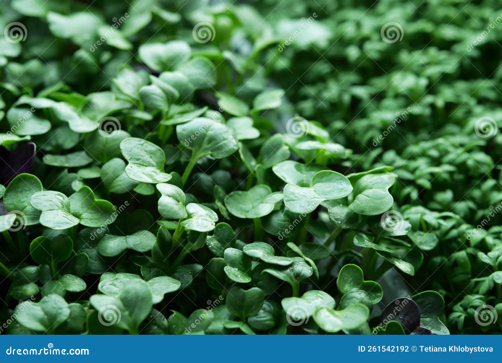 Radish Microgreen. Green Leaf Texture Stock Photo - Image of herb ...
