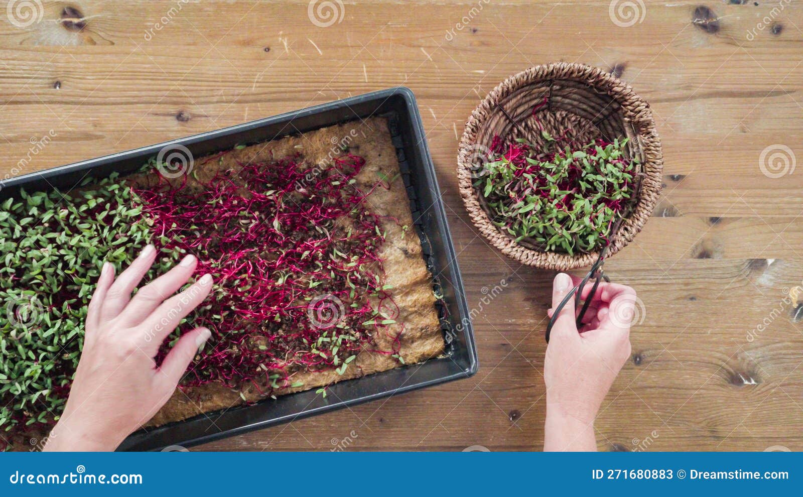 Radish microgreens stock image. Image of propagation - 271680883