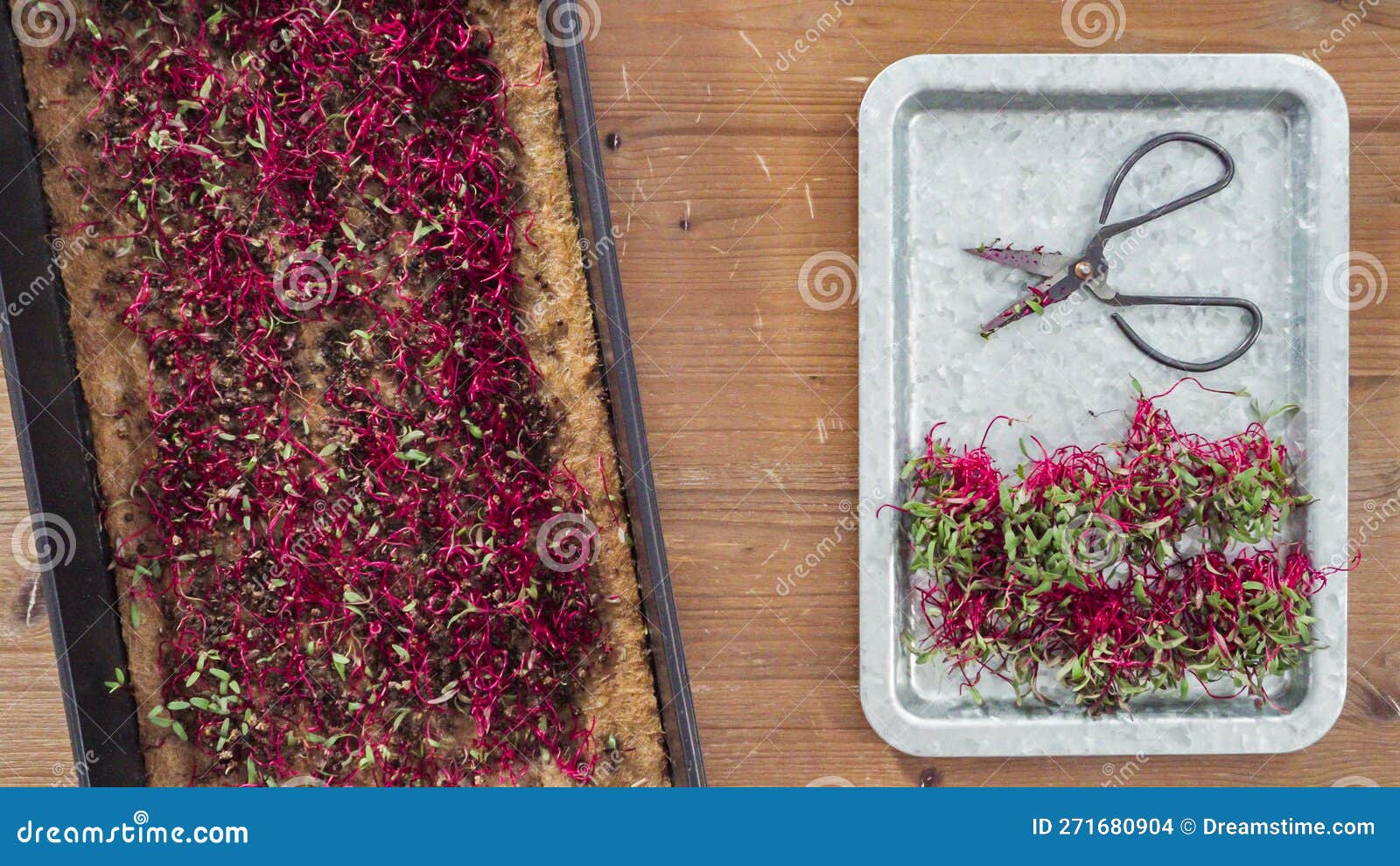 Radish microgreens stock photo. Image of tray, vegetable - 271680904