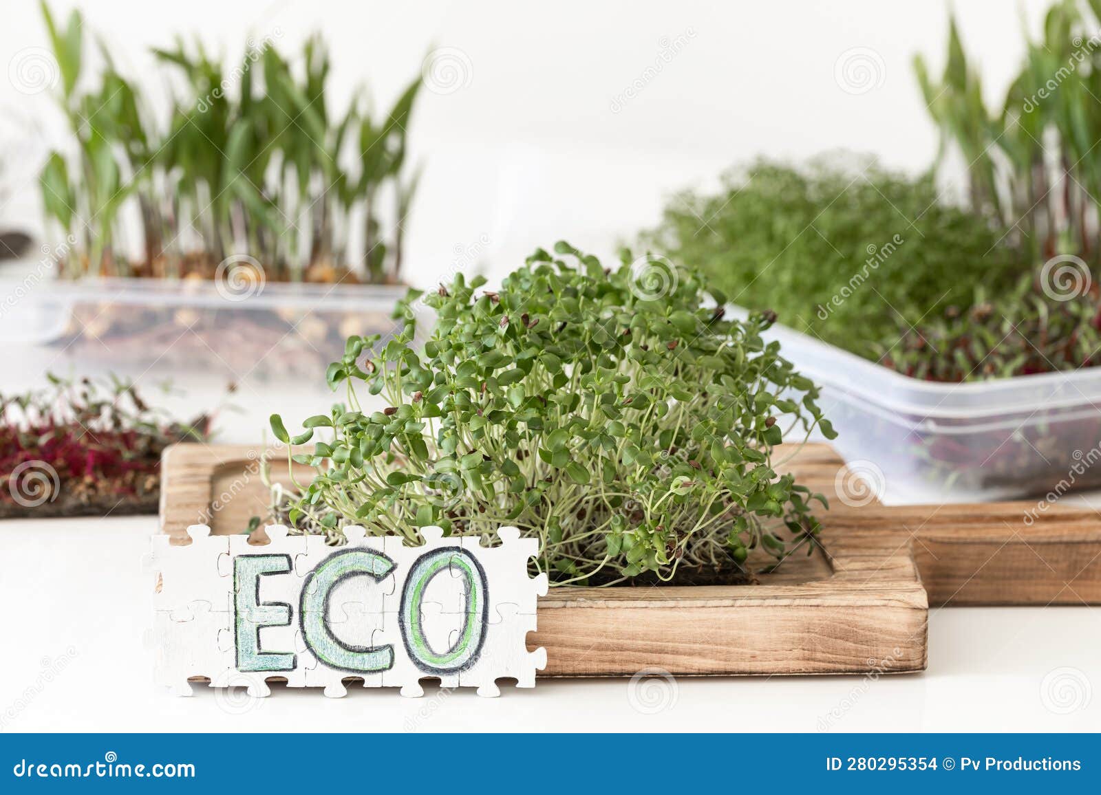 Radish Microgreens with Seeds and Roots. Germination of Seeds at Home ...