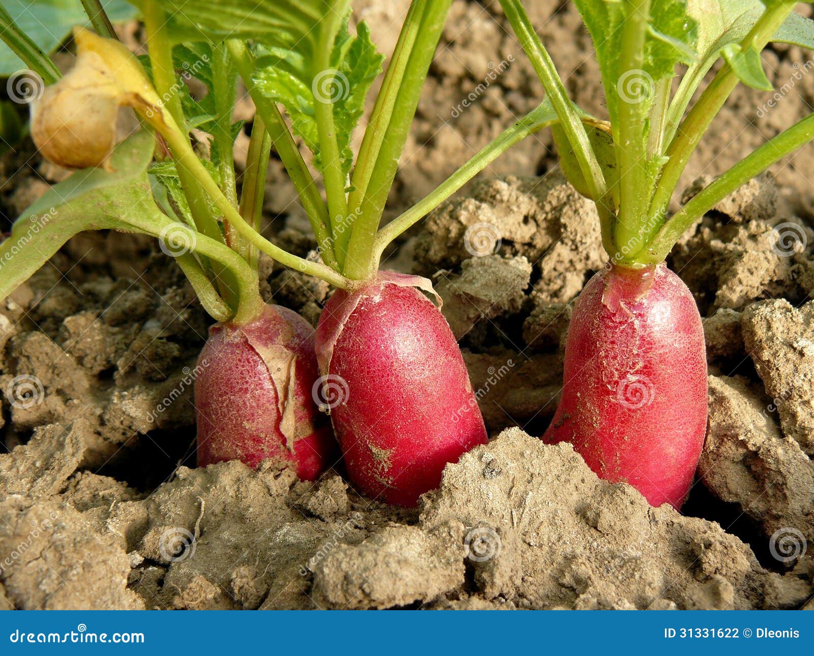 Radish stock photo. Image of plant, green, botanical - 31331622