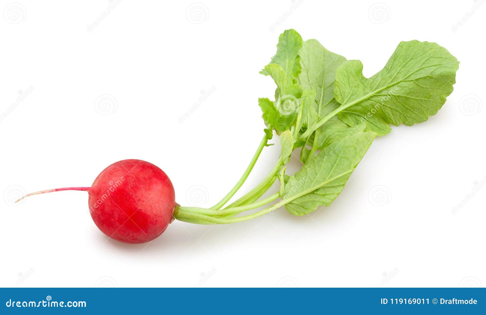 Radish stock image. Image of fresh, leaves, stem, background - 119169011