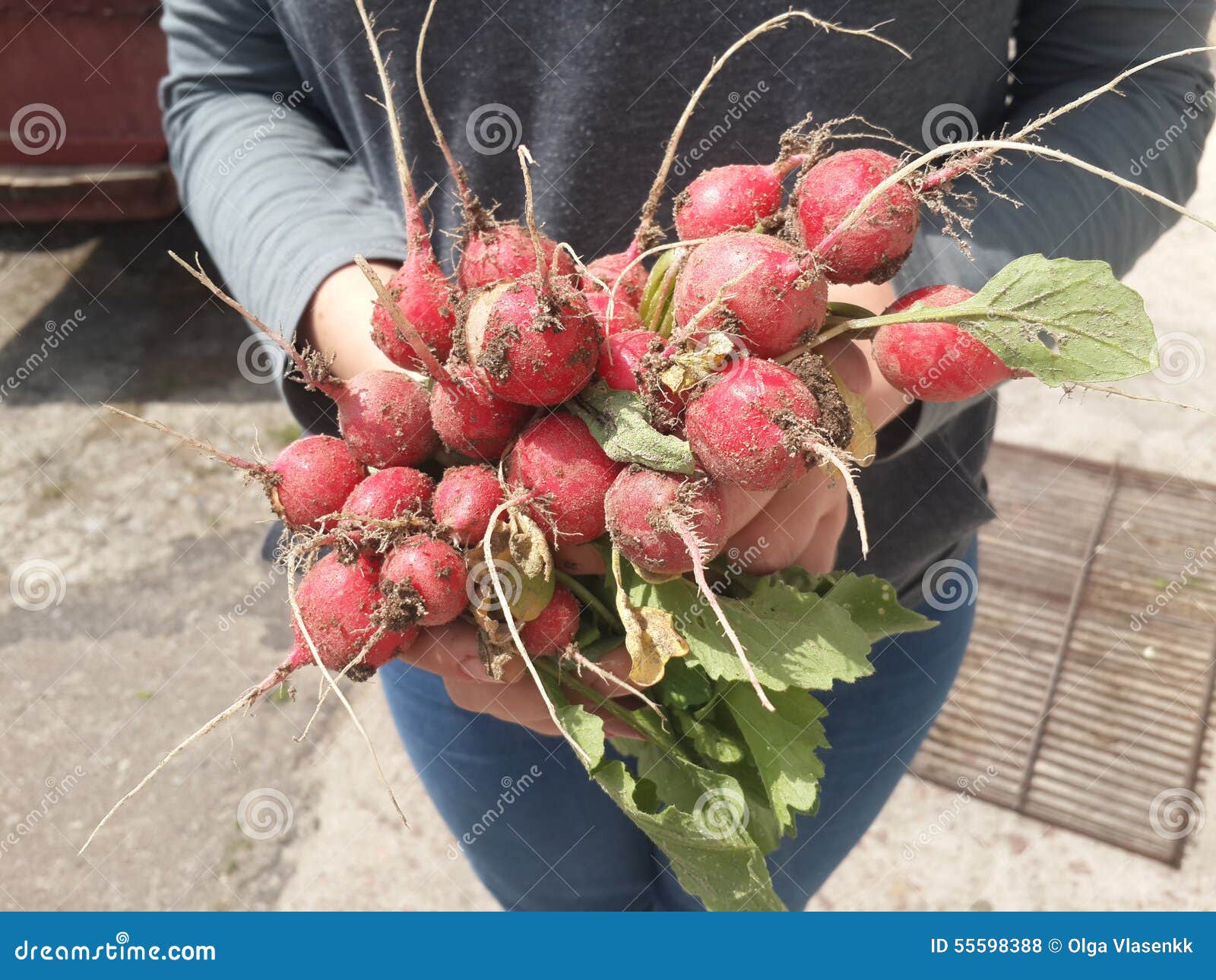 Radish stock photo. Image of holding, people, nature - 55598388