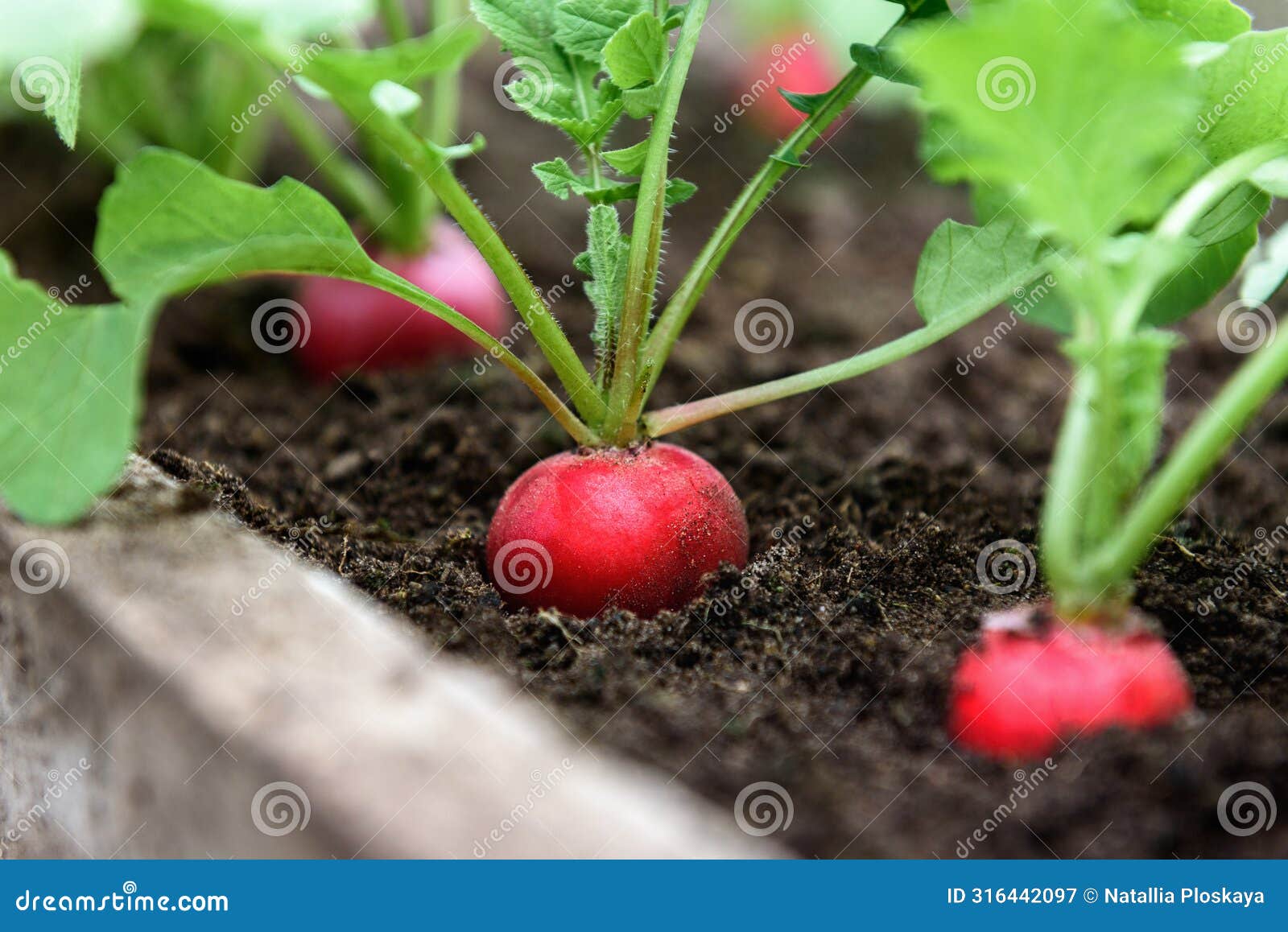 Radish Plant Growing in Soil in Garden. Stock Image - Image of green ...