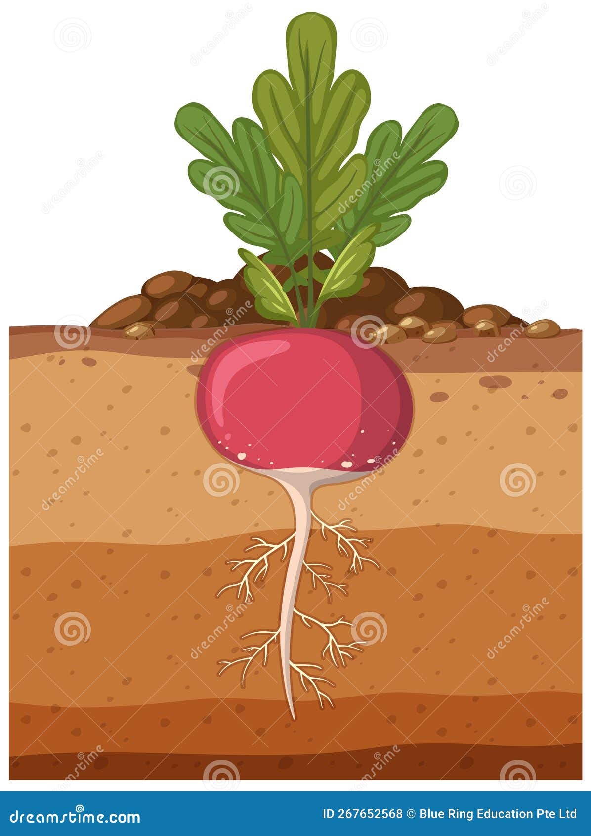 Radish Plant with Root System Stock Vector - Illustration of drawing ...