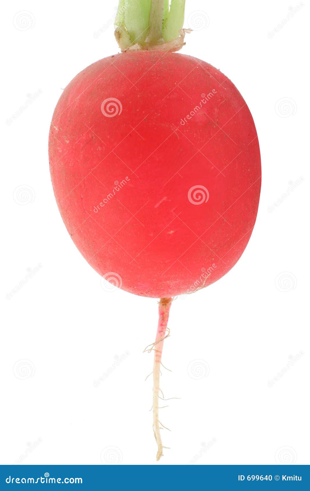 Radish - real macro #2 stock photo. Image of backdrop, peel - 699640