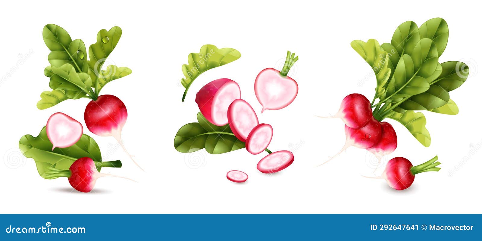Radish Realistic Compositions Set Stock Vector - Illustration of ...