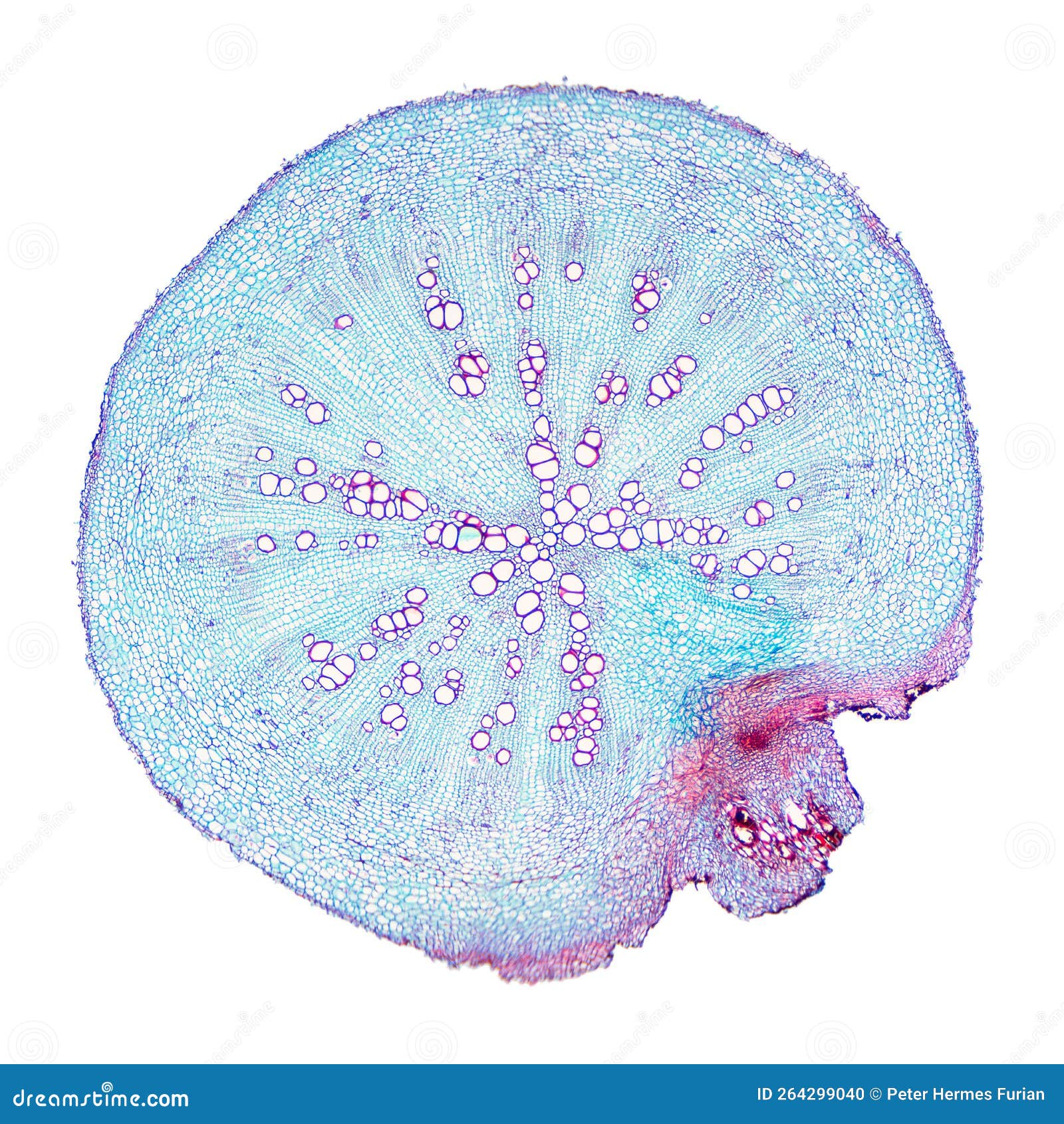 Radish Root, Raphanus Sativus Plant, Cross Section Under Light ...