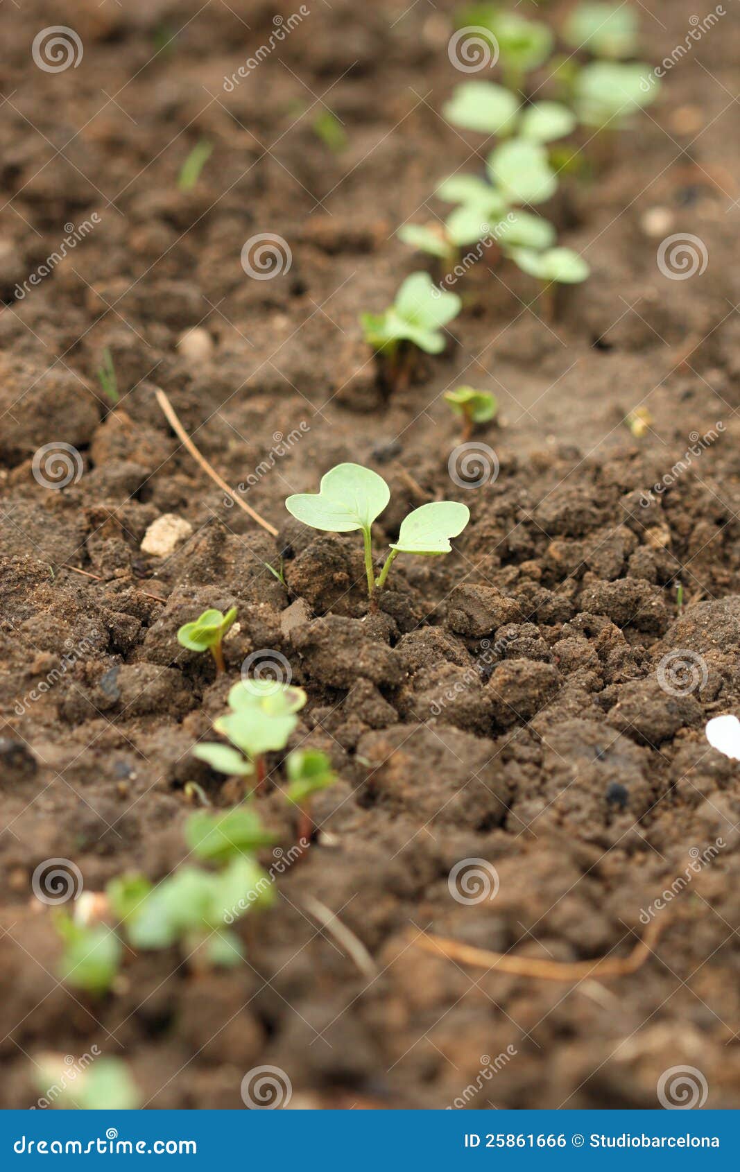 Radish seedlings stock photo. Image of green, radish - 25861666