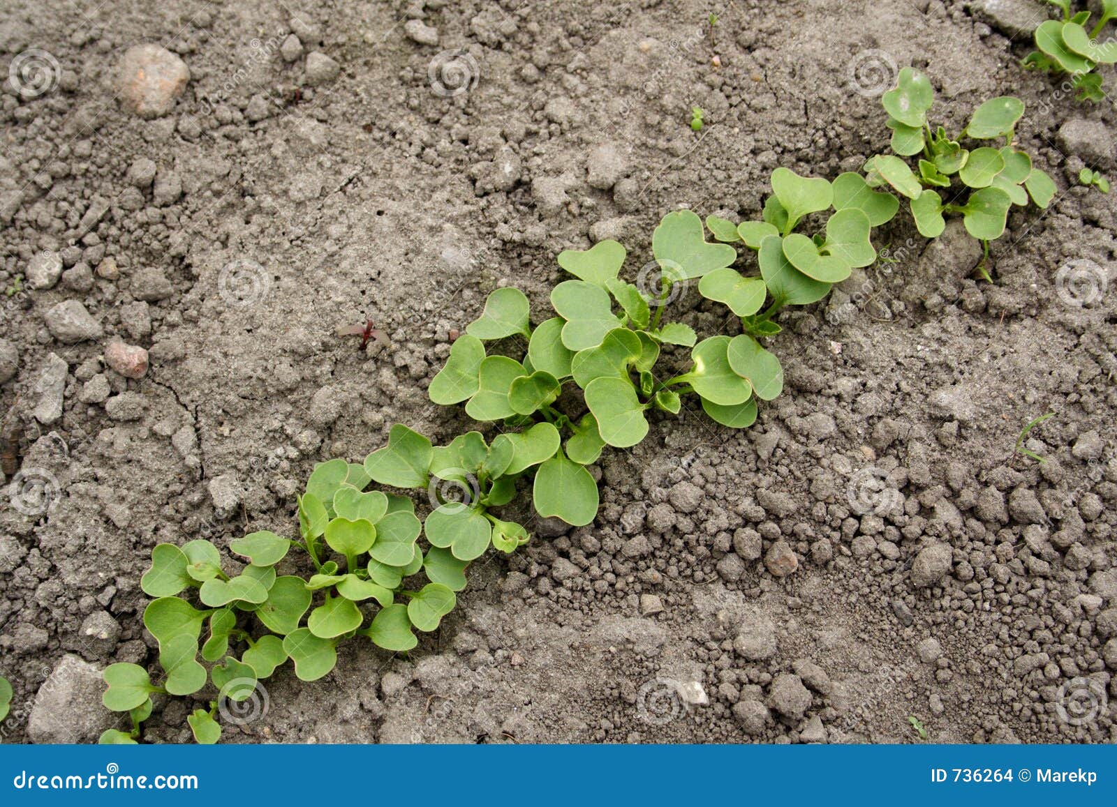 Radish seedlings in row stock photo. Image of hobby, cultivate - 736264
